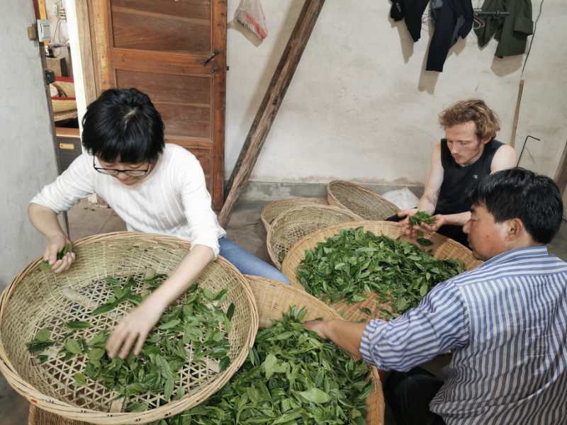 24 hours of Tradational Hou Kui Making – The Sweetest Dew