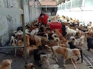 Donate to Huang Shan Dogs – The Sweetest Dew